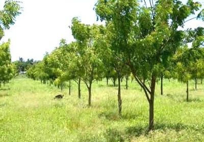 El árbol de Nim: "la botica del pueblo". - De Verdad digital