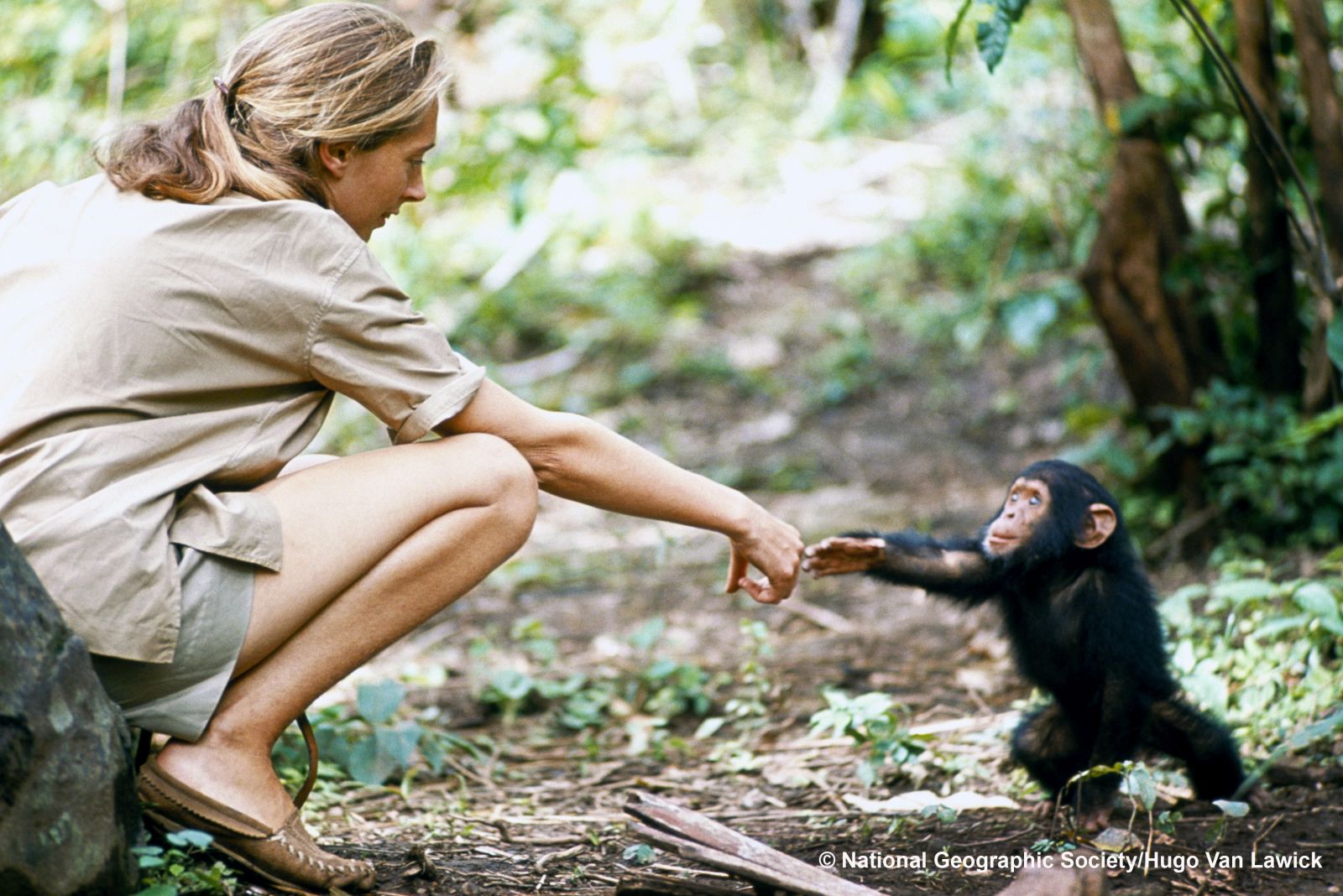 Gracias por todo, Jane Goodall - De Verdad digital
